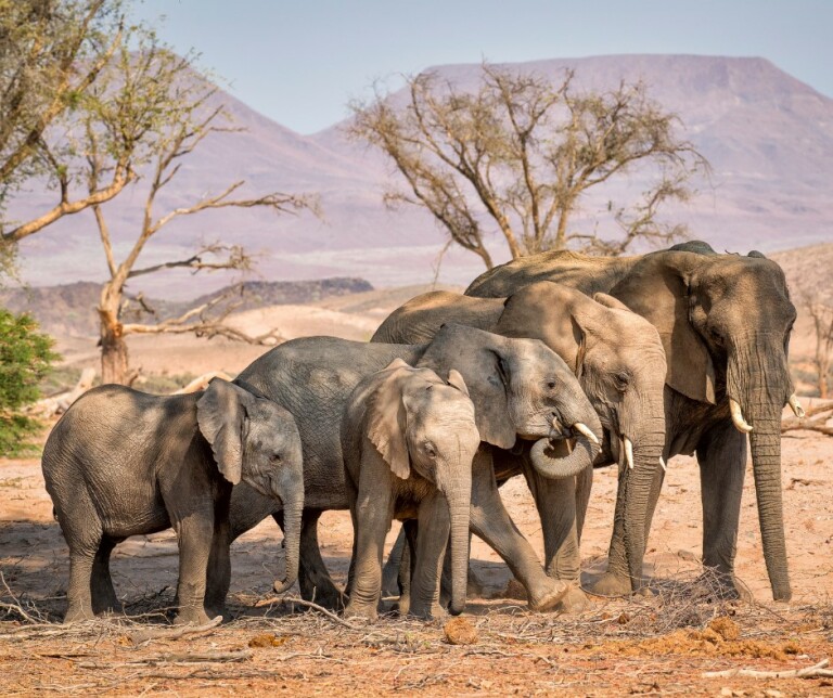 Was ist das Artensterben? - D.I.P.E.S.H.