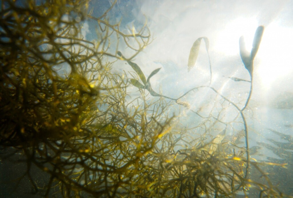 Algen und ihre Bedeutung für das Ökosystem - D.I.P.E.S.H.